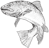 Proteinkilder - Ficcaro.dk